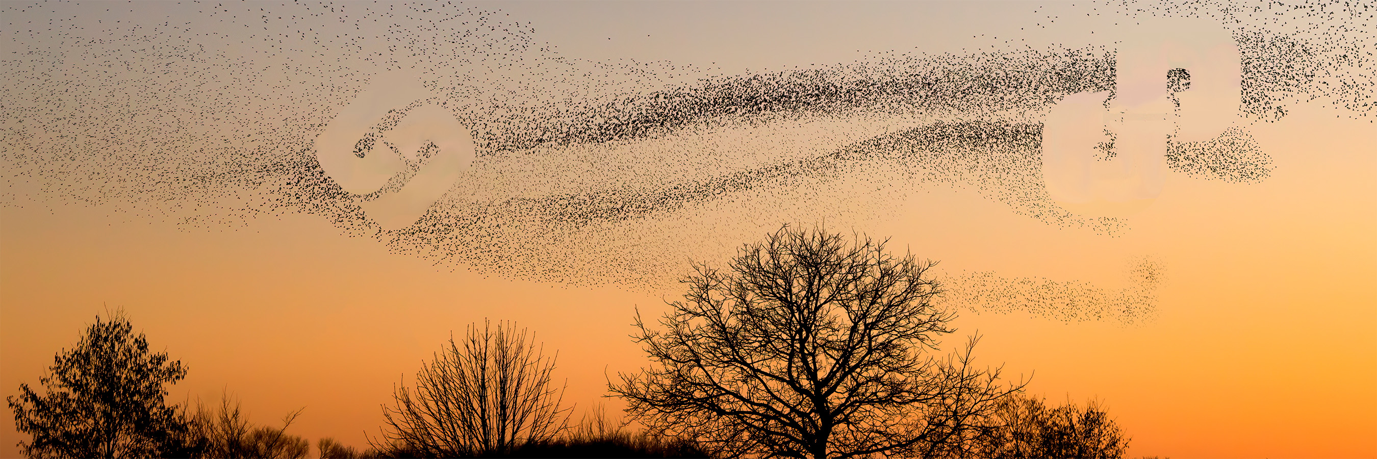 Migrating from Steampipe to Powerpipe | Blog | Powerpipe